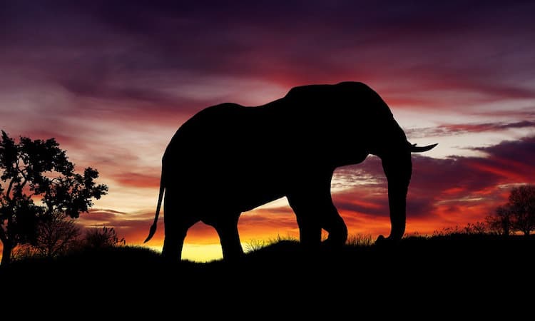 Elephant Flow Mitigation via Virtual-Physical Communication - Network ...